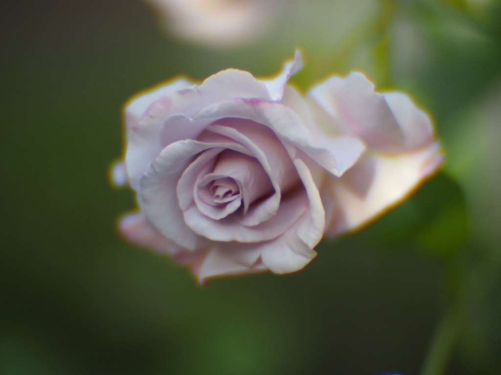 Object of Desire: Blue Roses - Gardenista