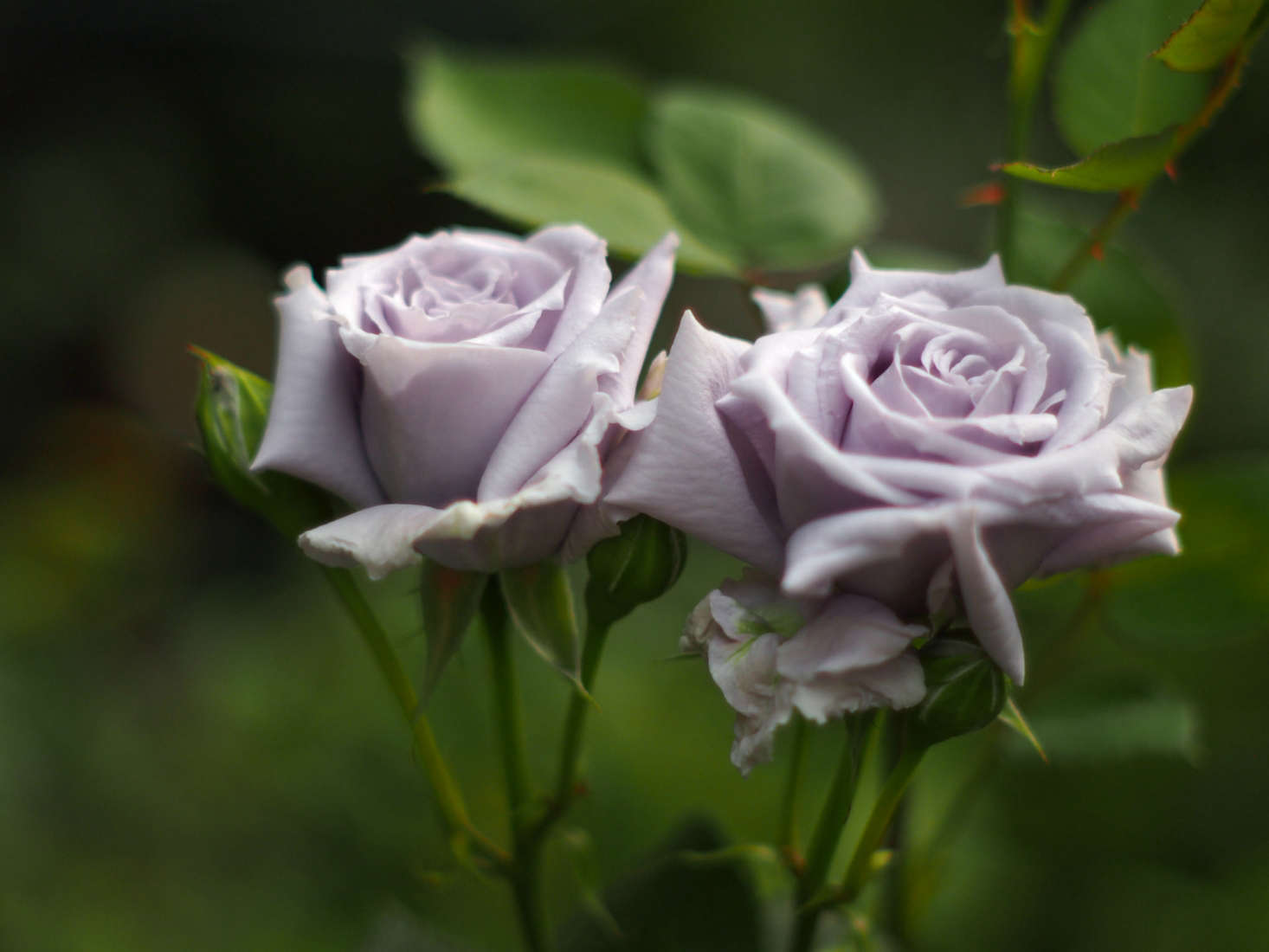Object of Desire: Blue Roses - Gardenista
