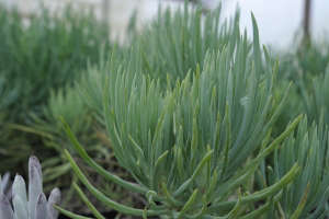 Gardening 101: Senecio Succulents - Gardenista