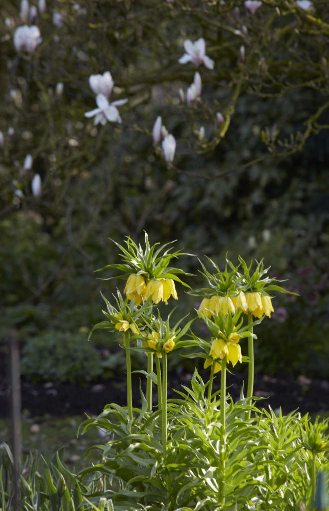 Gardening 101: Fritillaria - Gardenista