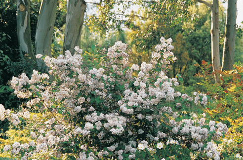 Beth Chatto’s Garden: Shade-Loving Plants for Year-Round Interest ...