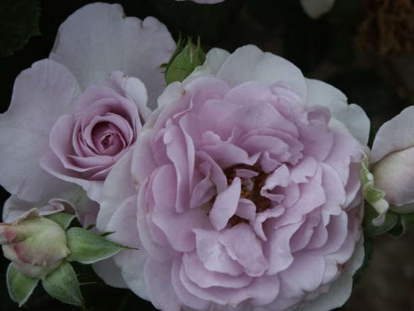 Browse the Palatine Roses Retailer Collection on - Gardenista