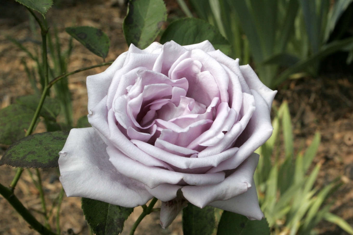 Object of Desire: Blue Roses - Gardenista