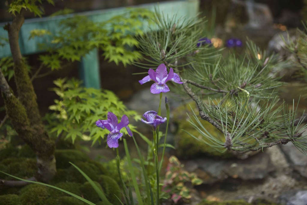 Chelsea Flower Show Favorite: Mr. Ishihara's Minimal Water Hut - Gardenista