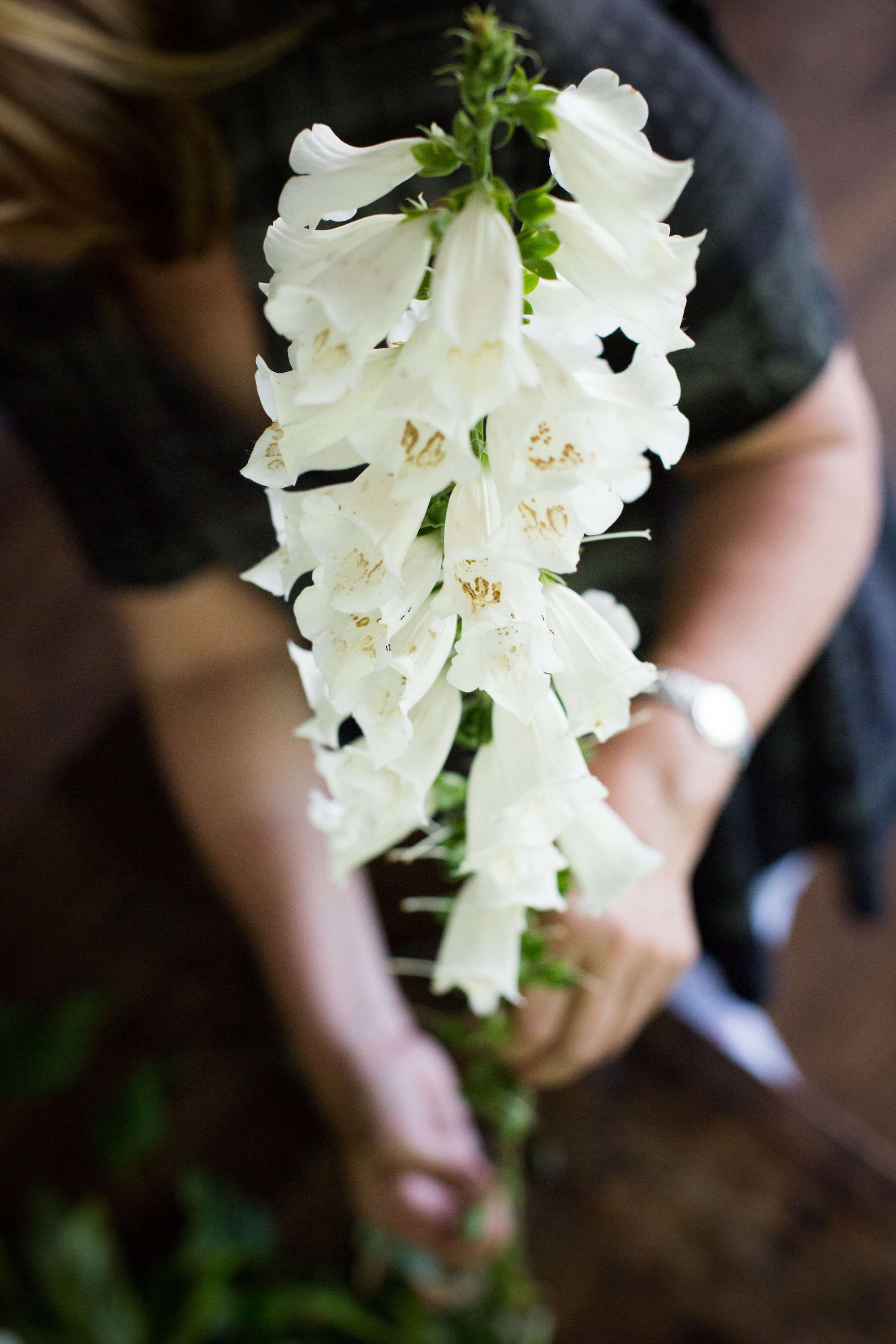 Foxgloves: Rethinking a Fickle Flower - Gardenista