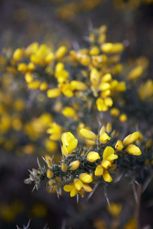 Gardening 101: Gorse - Gardenista
