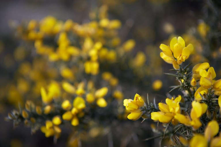 Gardening 101: Gorse - Gardenista