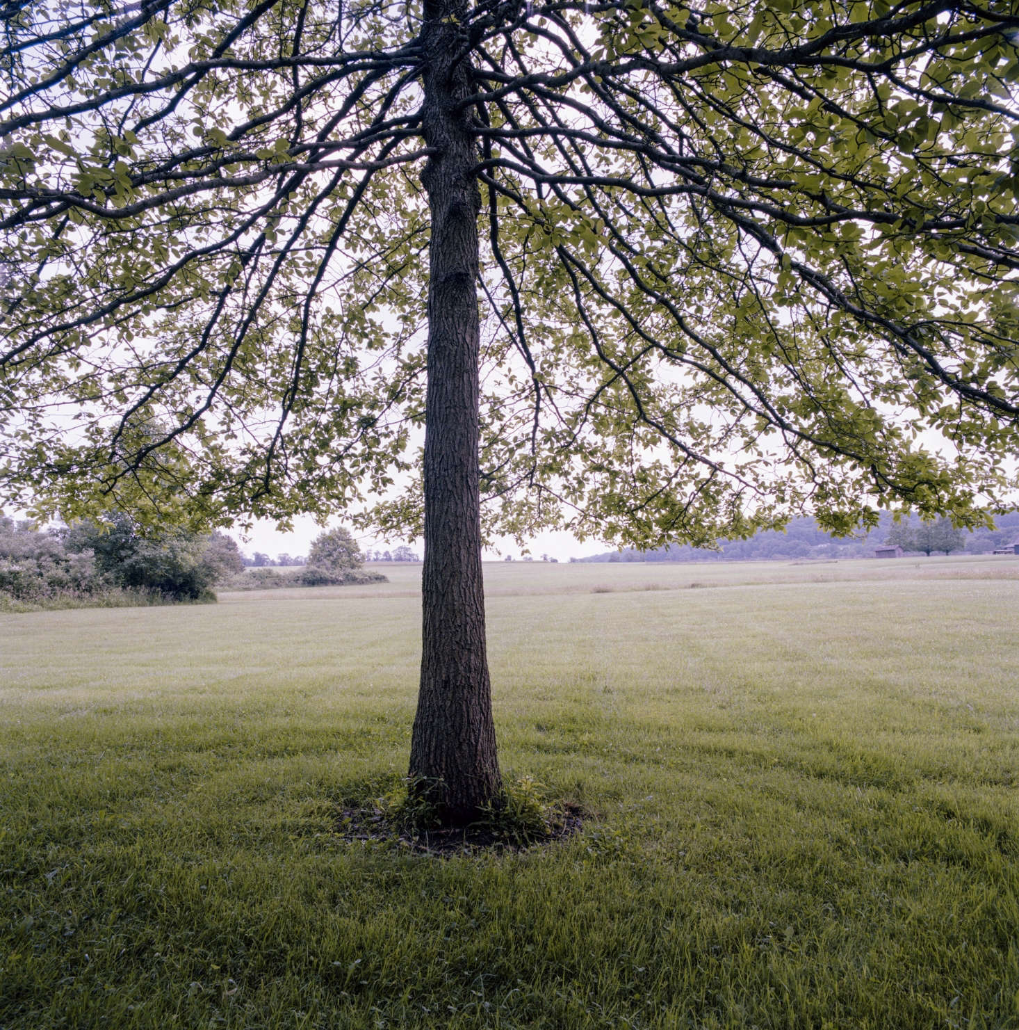 Home Winds, a fine art book featuring tree photographs by Benjamin Swett