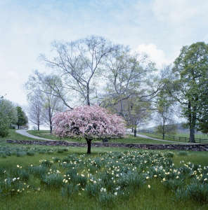Home Winds, a fine art book featuring tree photographs by Benjamin Swett