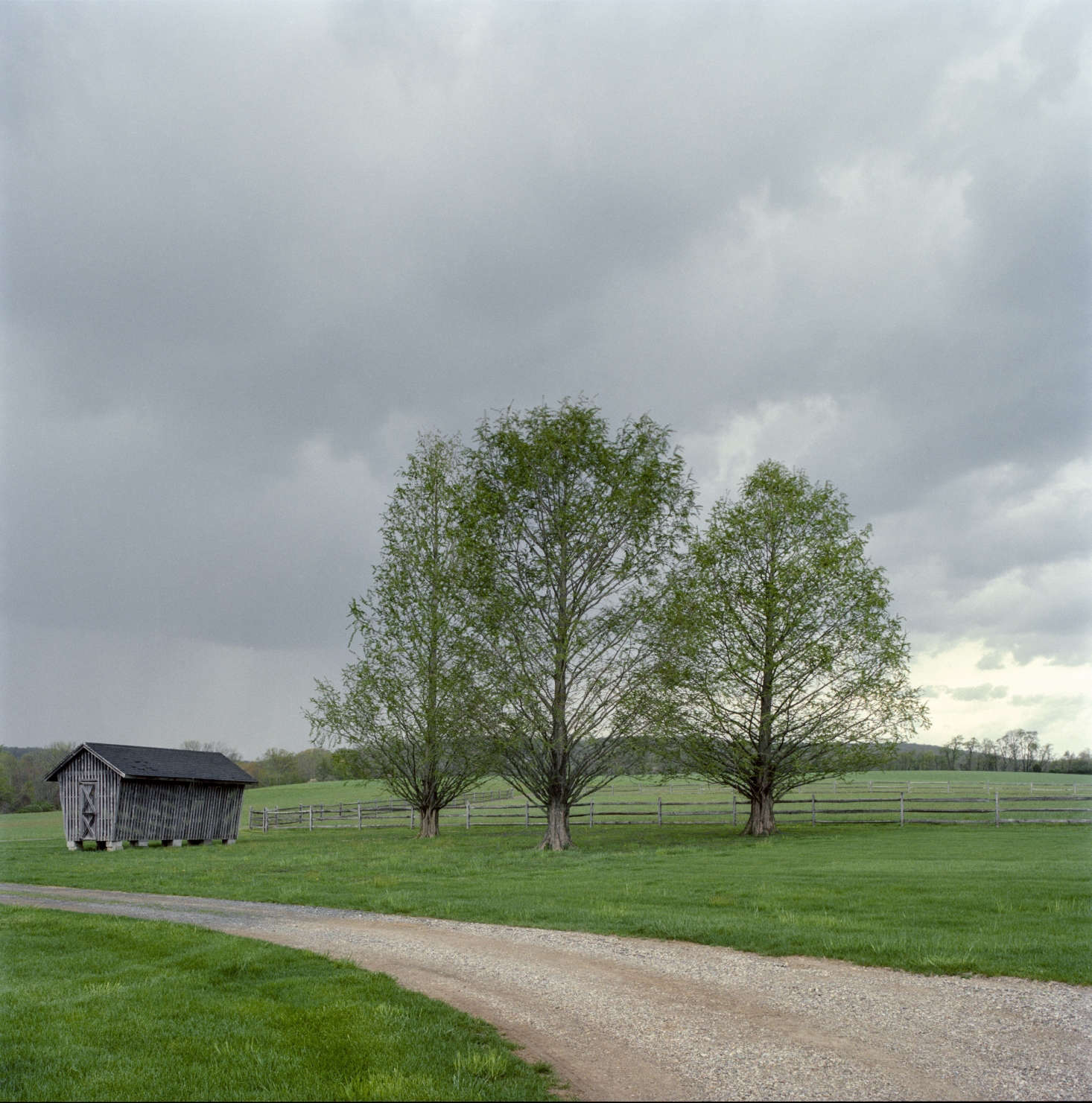 Home Winds, a fine art book featuring tree photographs by Benjamin Swett
