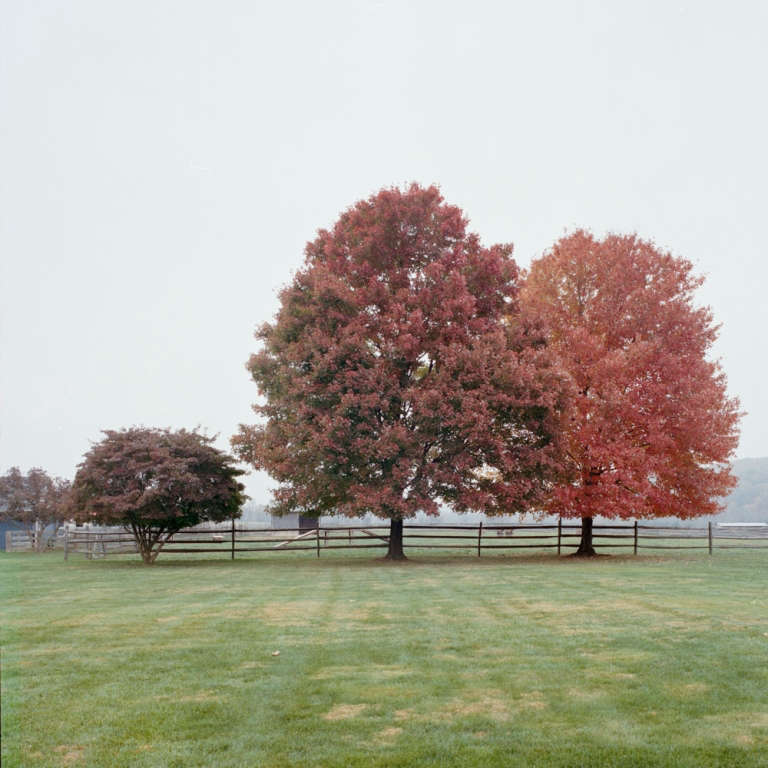 Home Winds, a fine art book featuring tree photographs by Benjamin Swett