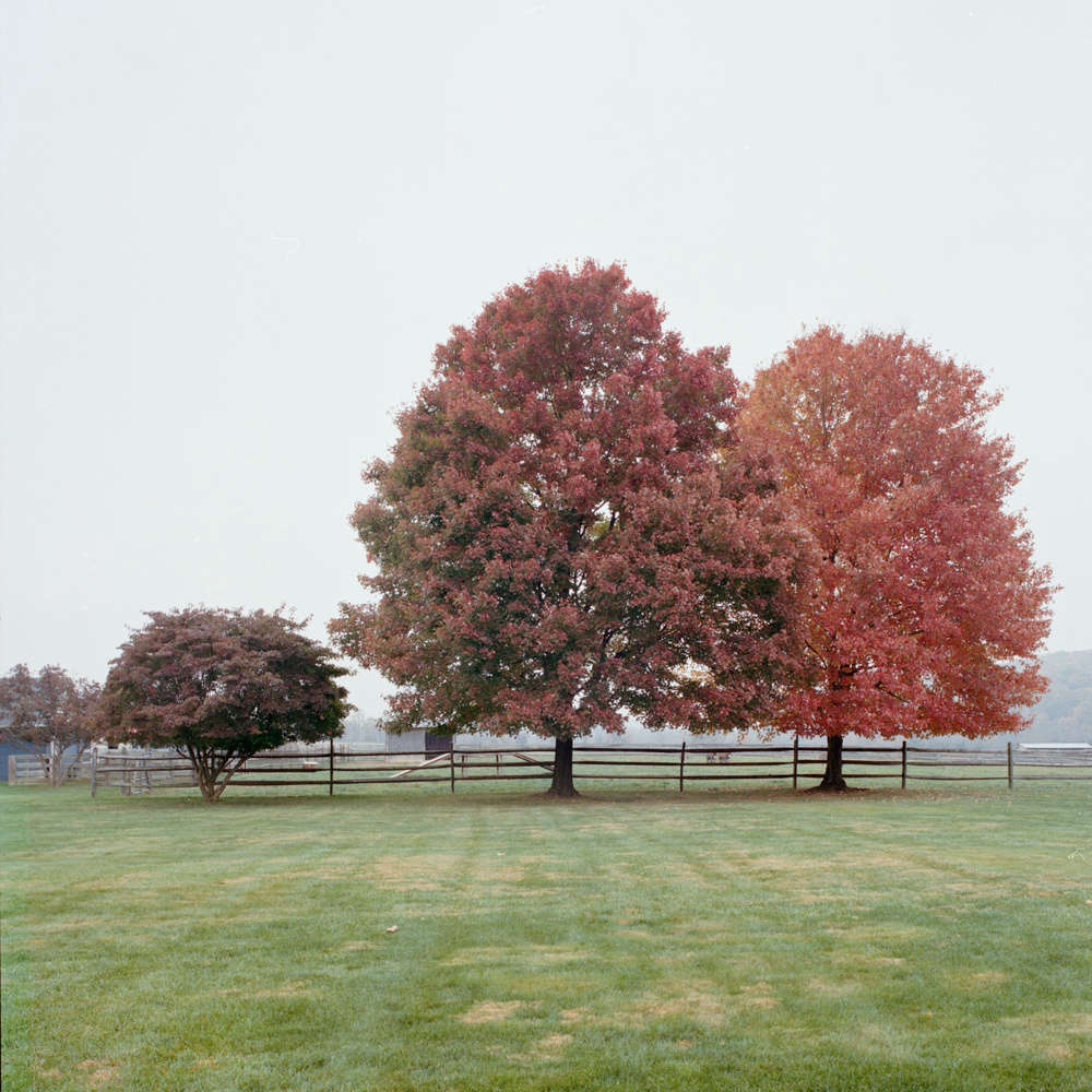 Home Winds, a fine art book featuring tree photographs by Benjamin Swett