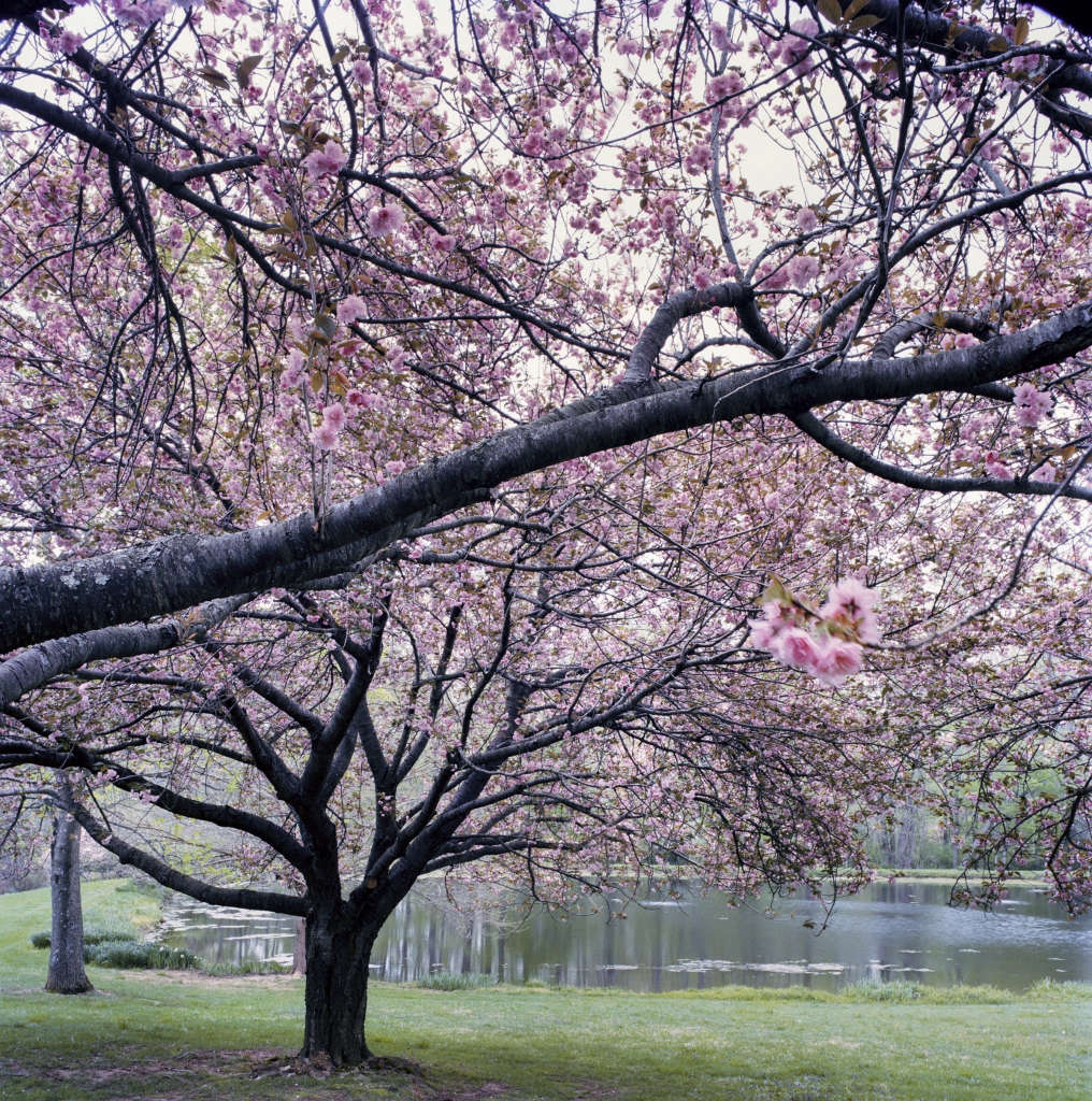 Home Winds, a fine art book featuring tree photographs by Benjamin Swett
