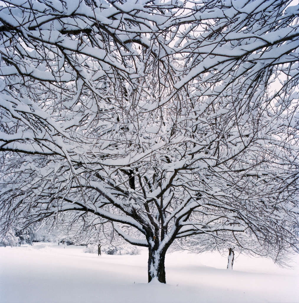Home Winds, a fine art book featuring tree photographs by Benjamin Swett