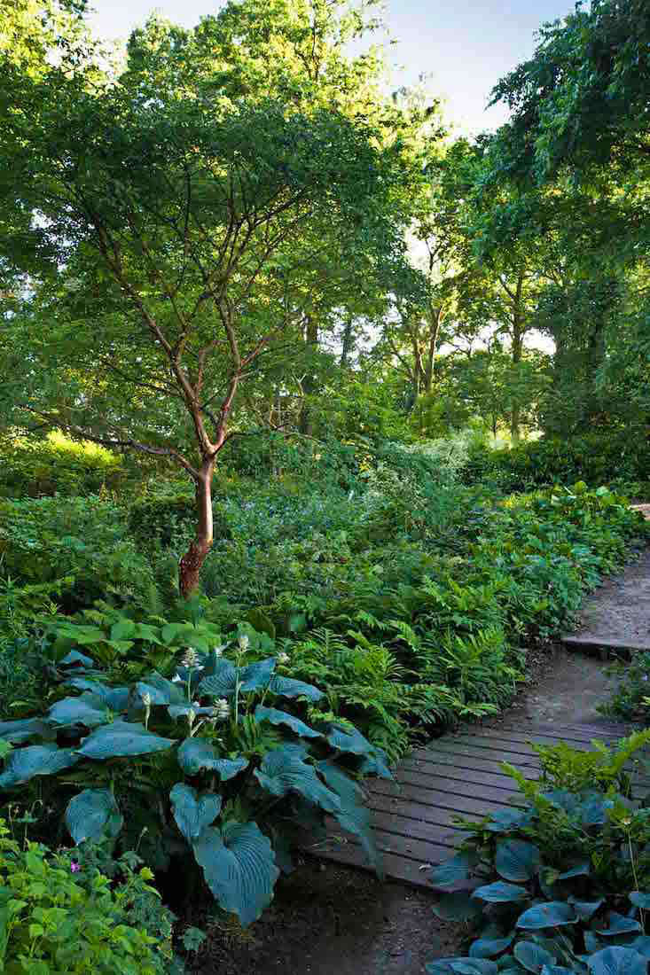 Beth Chatto’s Garden: Shade-Loving Plants for Year-Round Interest ...