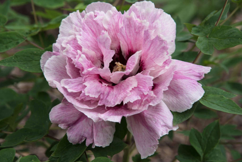 Gardening 101: Tree Peonies - Gardenista