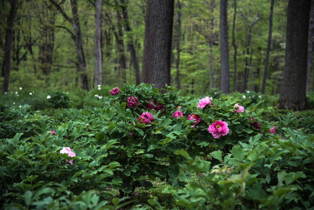 Gardening 101: Tree Peonies - Gardenista