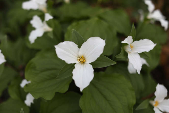 Gardening 101: Trilliums - Gardenista
