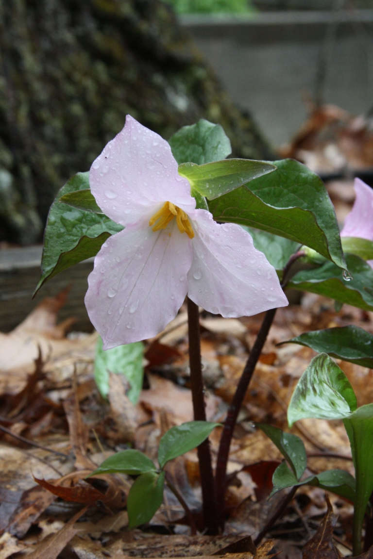 Gardening 101: Trilliums - Gardenista