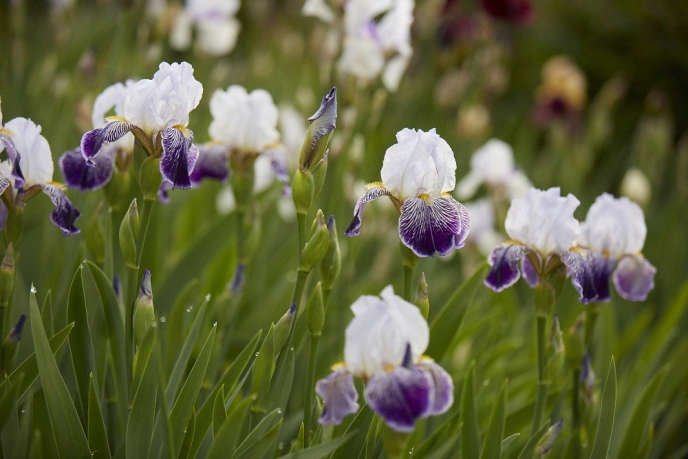 Bearded Irises: A Lost Generation of Flowers Has a Moment - Gardenista