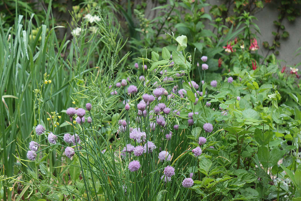 Gardening 101: Chives - Gardenista