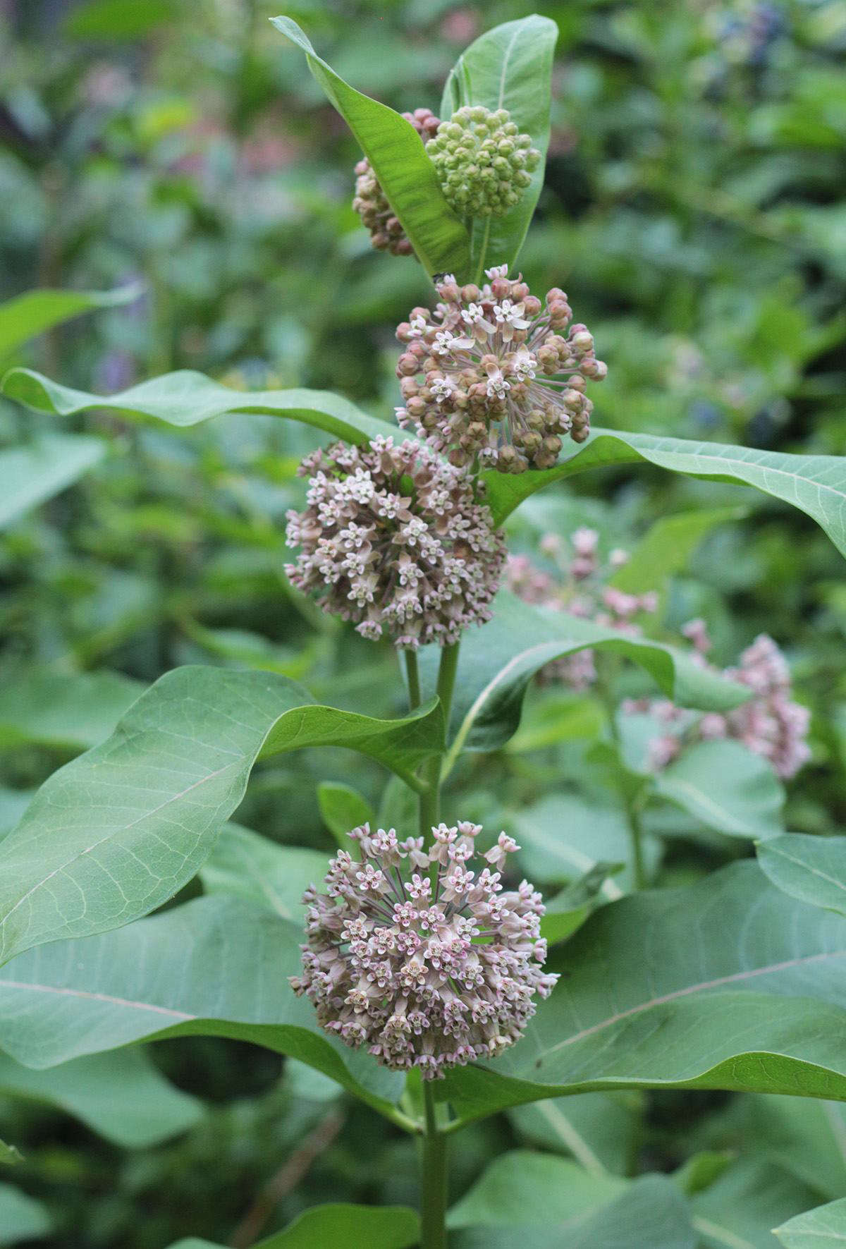 My Brooklyn Garden Rehab: 1,000 Square Feet, Season Two - Gardenista
