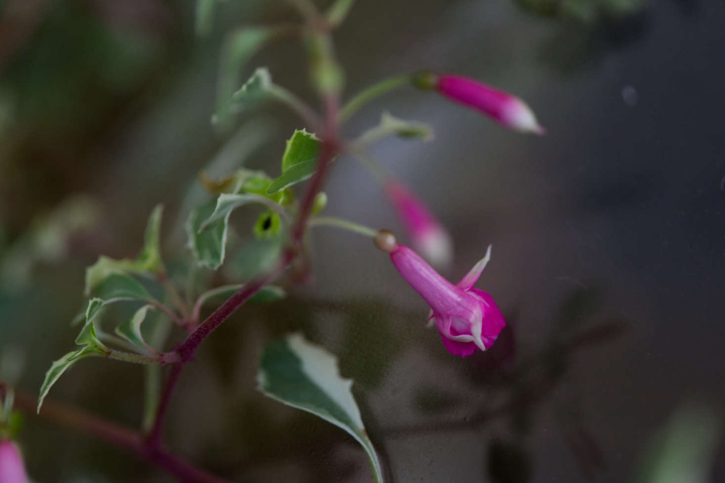Fuchsias: Rethinking Grandma's Flowers - Gardenista