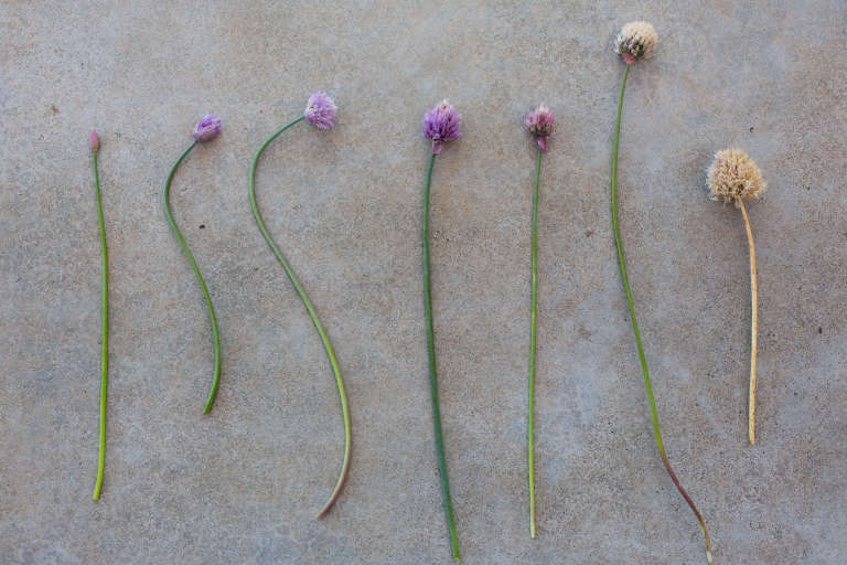 Fire-Safe Garden: How to Protect Your Property from Wildfires