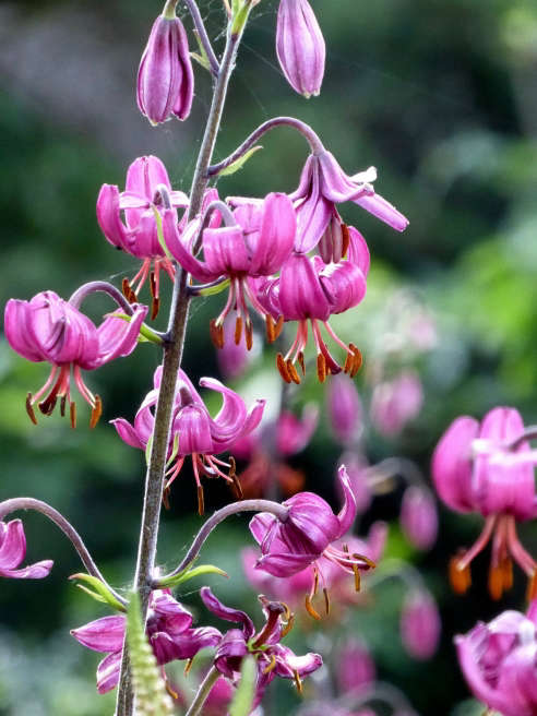 10 Ideas to Steal from the Romantic Gardens at Kiftsgate Court - Gardenista