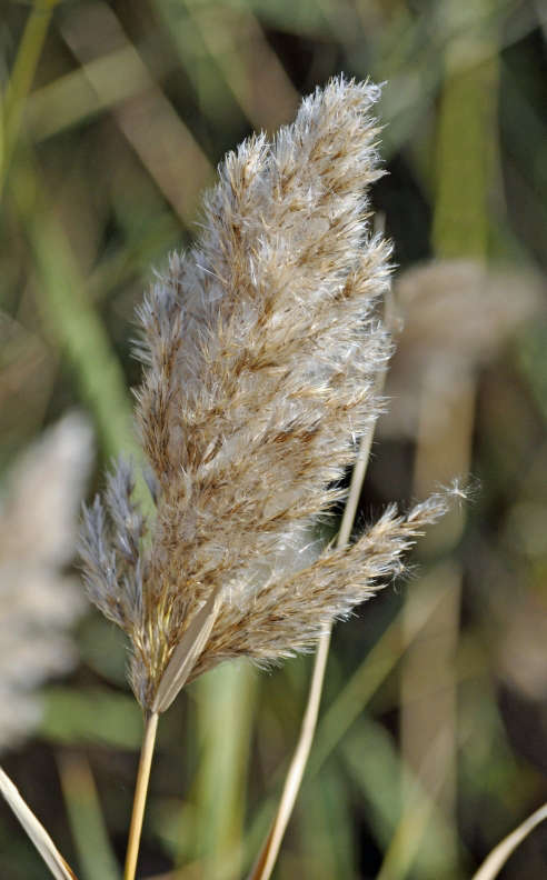 Gardening 101: Maiden Grass - Gardenista