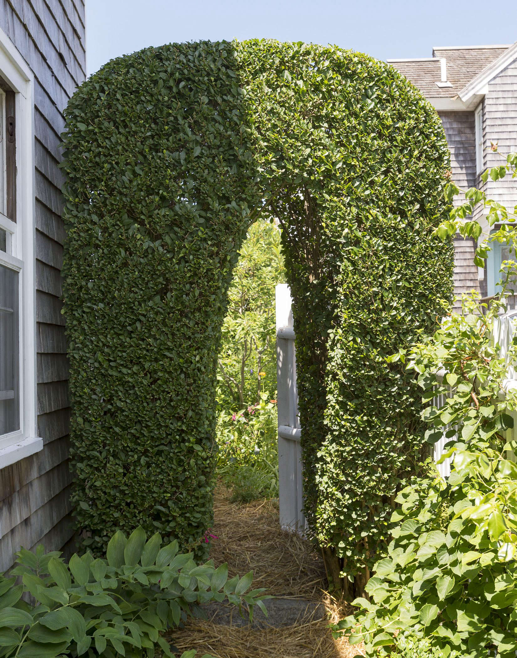 Landscaping 101: How to Tame Overgrown Shrubs - Gardenista