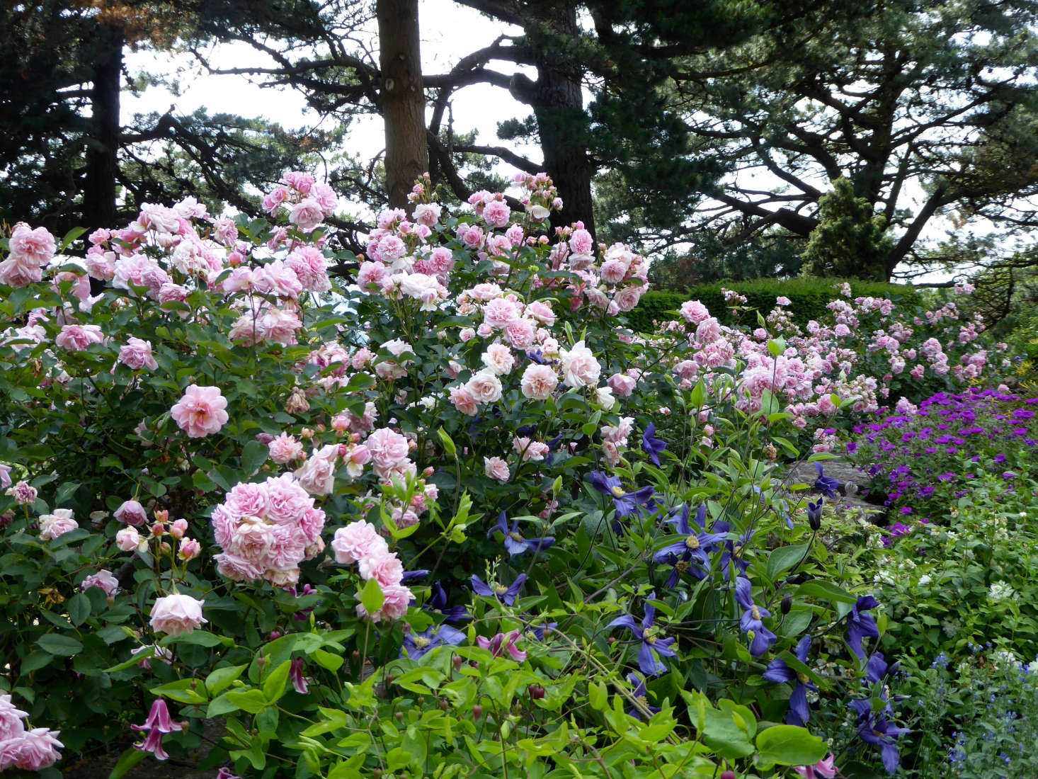 10 Ideas to Steal from the Romantic Gardens at Kiftsgate Court - Gardenista