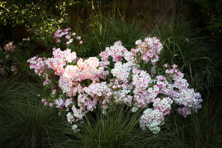 Everything You Need to Know About Roses - Gardenista