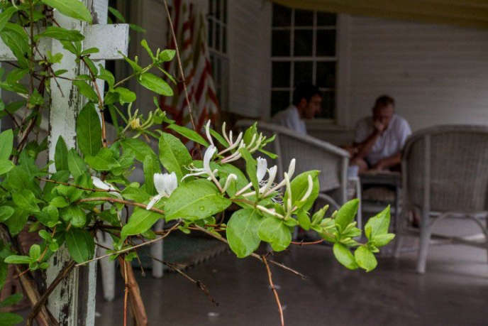 New Dawn Roses: From Trellis to Vase on Cape Cod - Gardenista