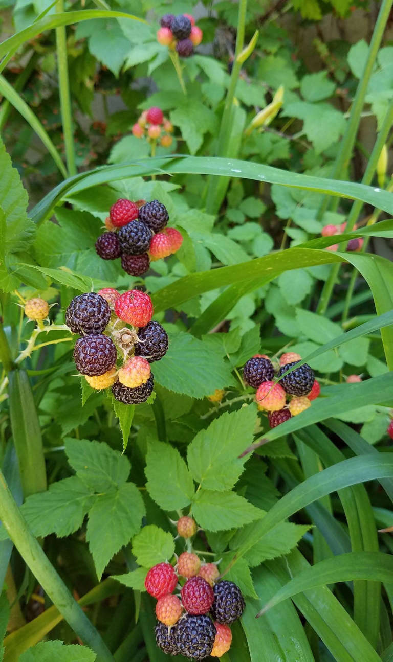 Edible Gardens: Black Raspberries, America's Lost Fruit - Gardenista