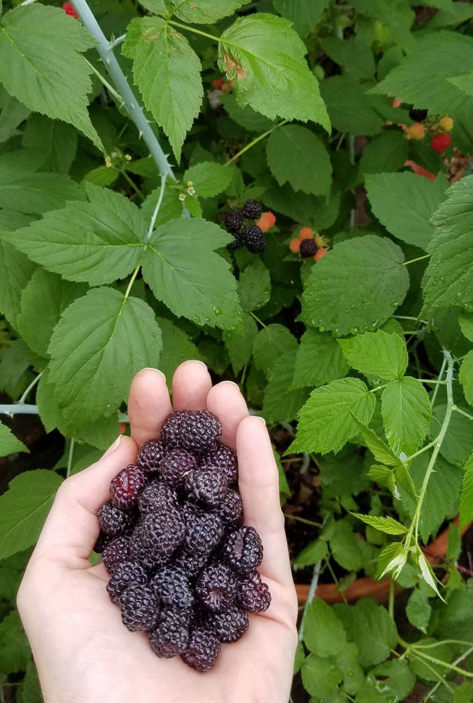 Edible Gardens: Black Raspberries, America's Lost Fruit - Gardenista