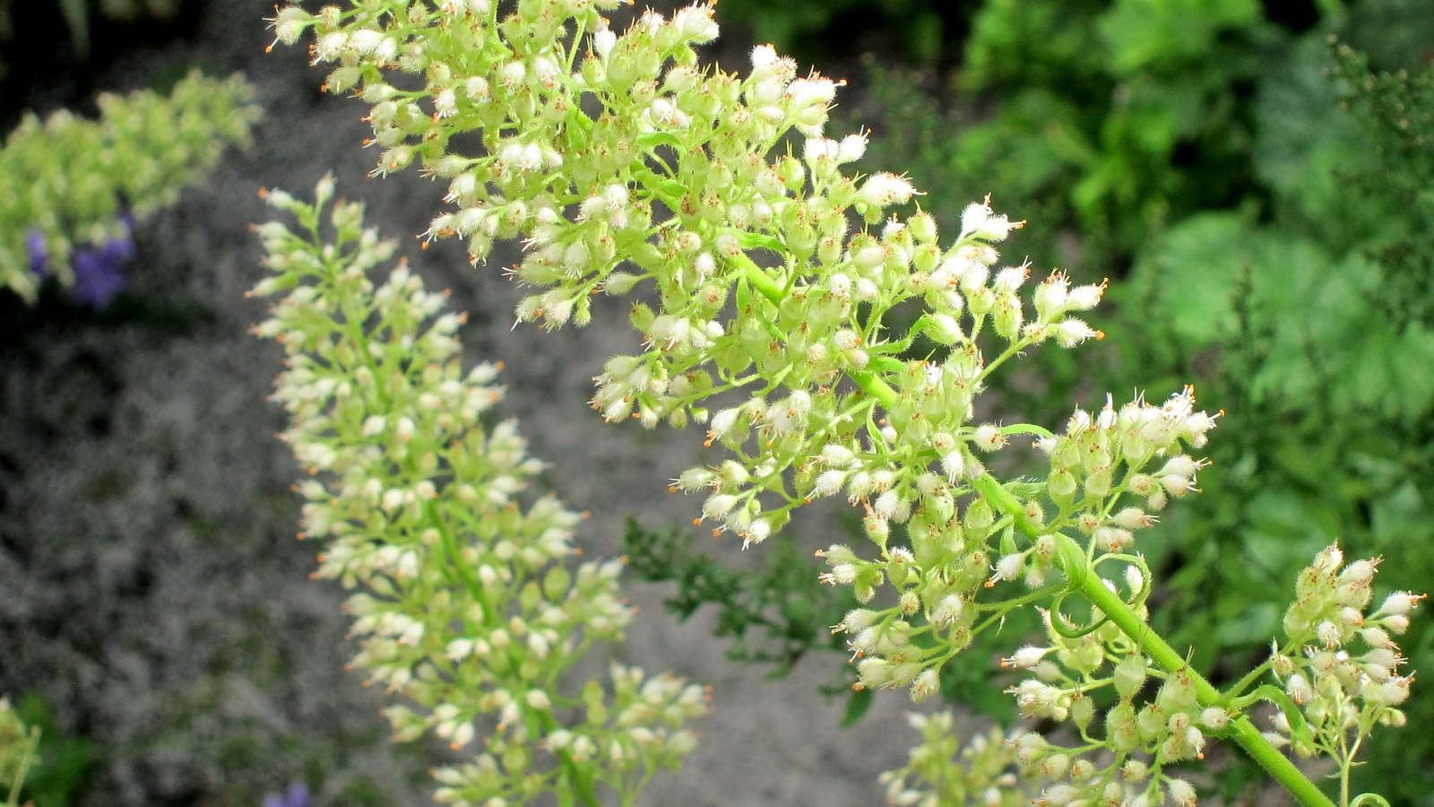 Gardening 101: Alumroot Coral Bells - Gardenista
