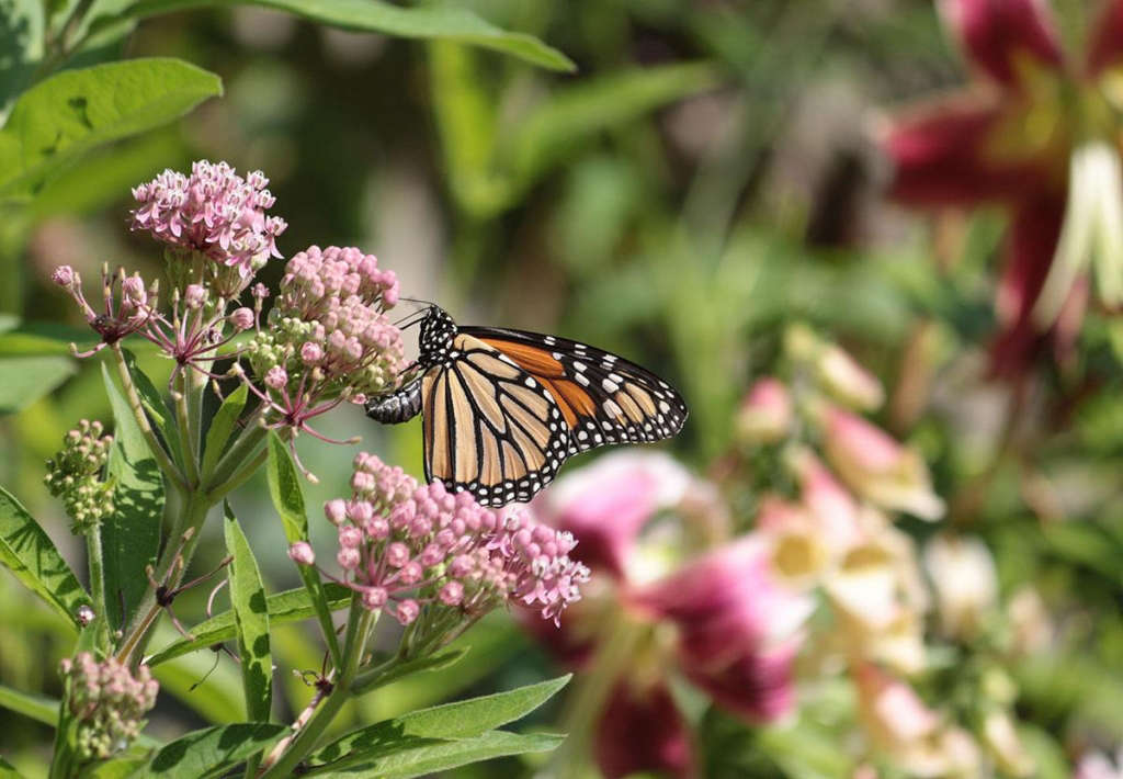 Landscape Ideas: What to Plant for Pollinators? Choose Milkweed ...