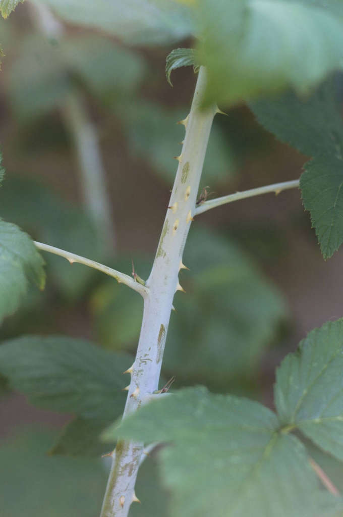 Edible Gardens: Black Raspberries, America's Lost Fruit - Gardenista