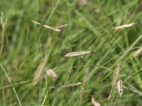 10 Ideas to Steal from Prairie-Style Gardens - Gardenista