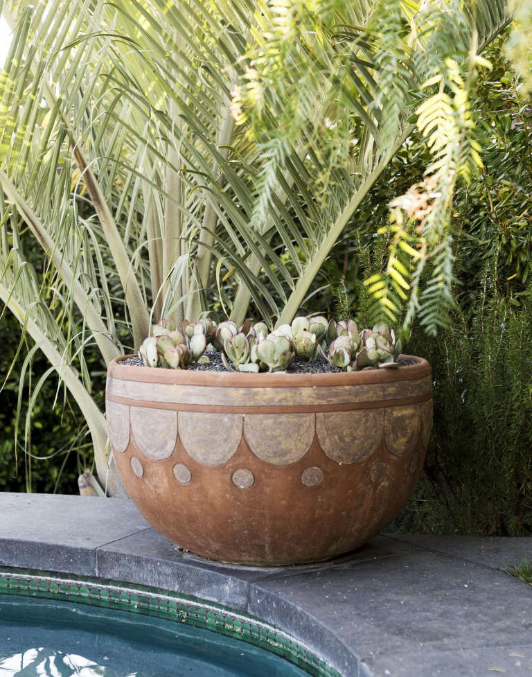 Swimming Pools: 11 Best Landscape Plants for Water's Edge - Gardenista