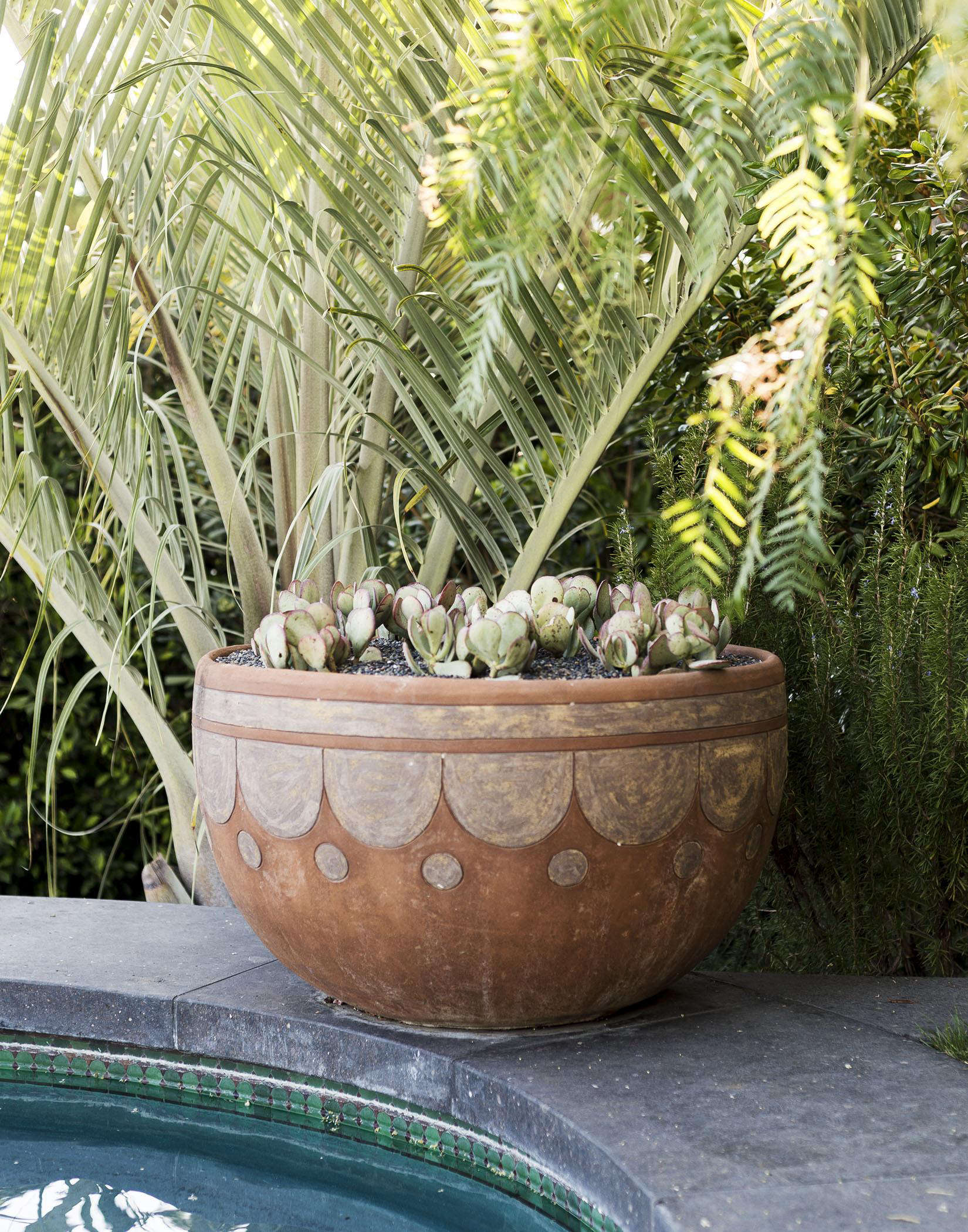 Swimming Pools: 11 Best Landscape Plants for Water's Edge - Gardenista