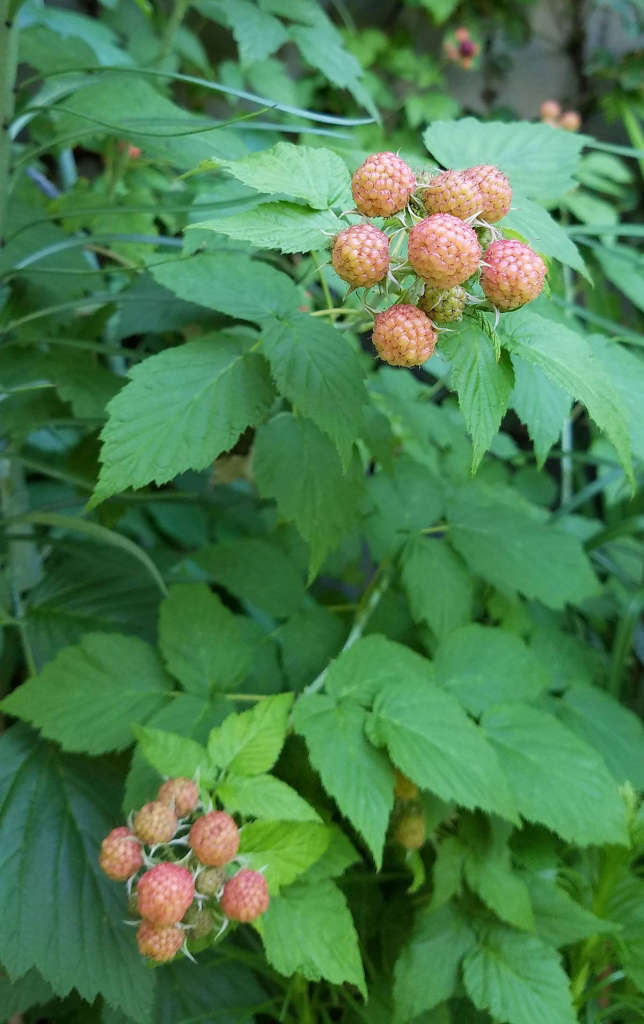 Edible Gardens: Black Raspberries, America's Lost Fruit - Gardenista