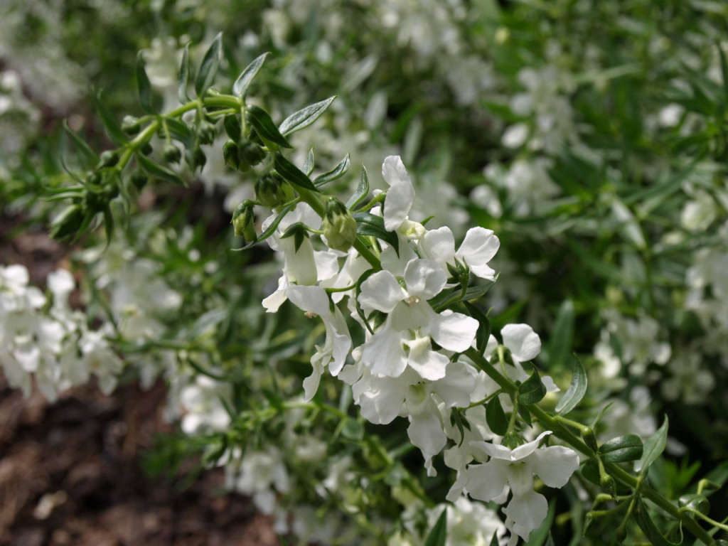 Gardening 101: Angelonia - Gardenista
