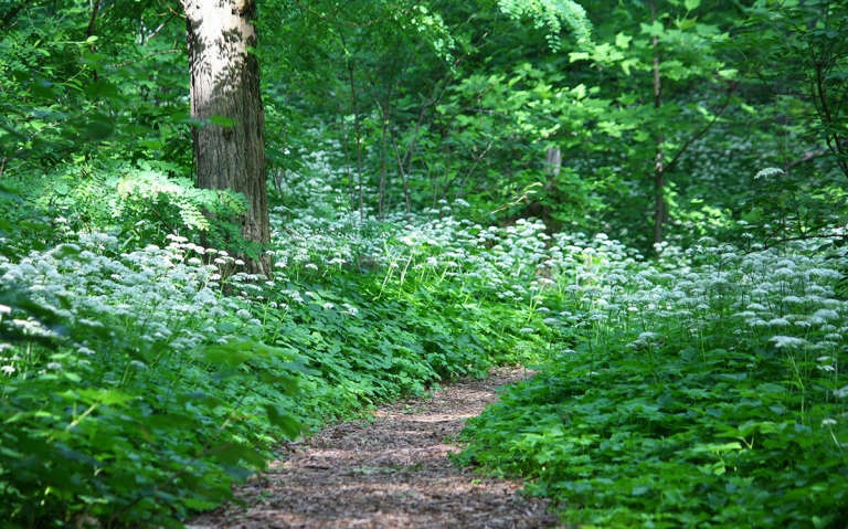 Goutweed: How to Get Rid of Invasive Ground Elder