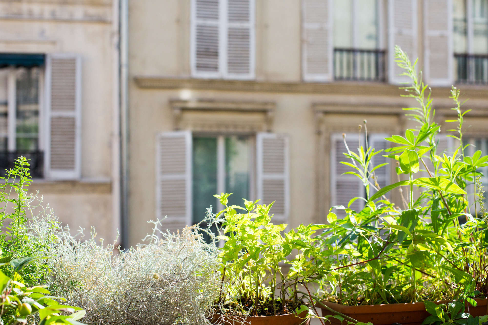 How to Garden Like a Frenchwoman: 10 Ideas to Steal from a Paris ...