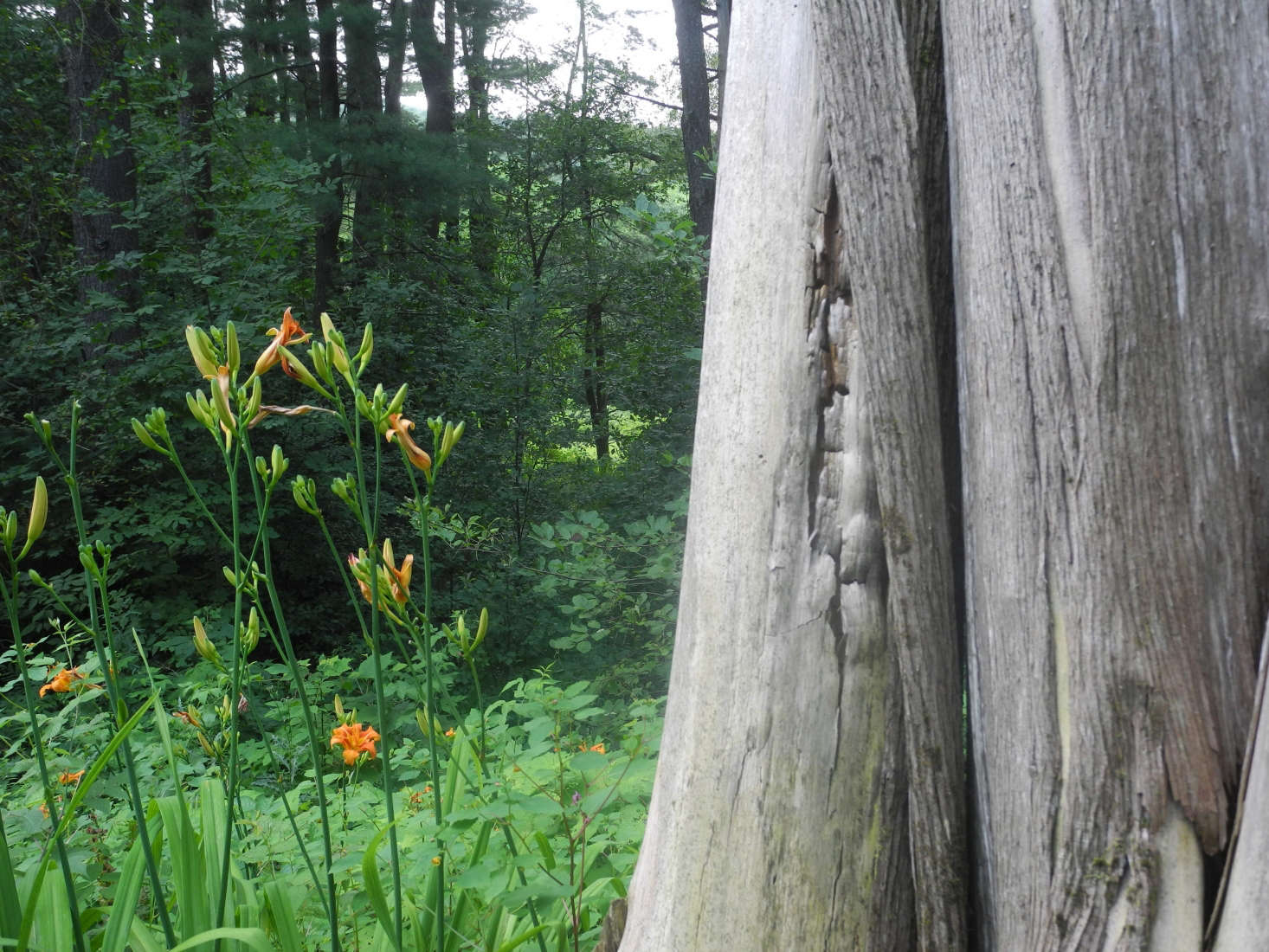 A Poet's Garden: Edna St. Vincent Millay at Steepletop - Gardenista