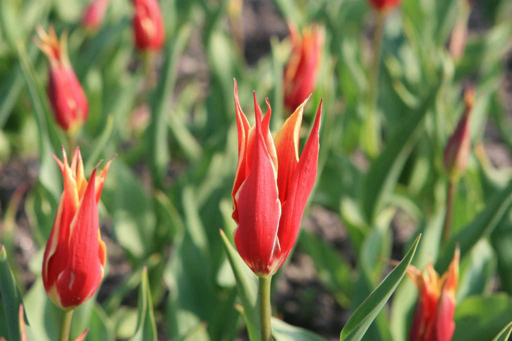 Fall Bulbs 2017: 9 Best Tulips to Order Now - Gardenista