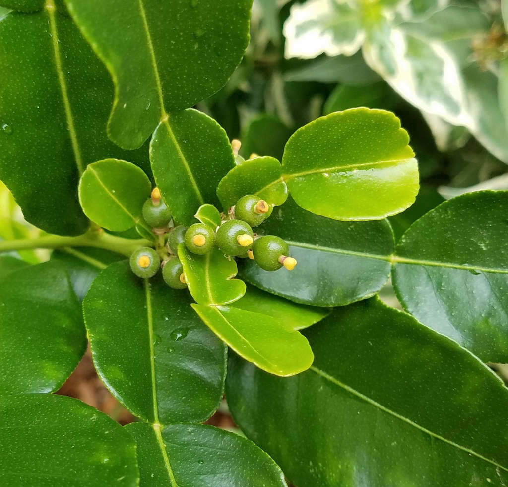Gardening 101: Thai Lime Trees - Gardenista