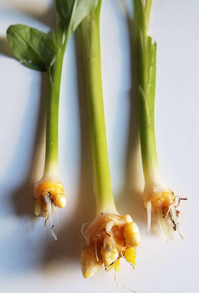 Spice Kit: How to Grow Ginger, Turmeric, and Cardamom at Home - Gardenista